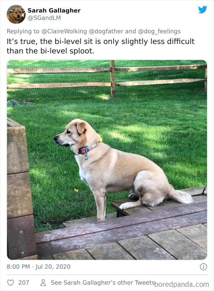 30 photos of dogs displaying unconventional sit poses