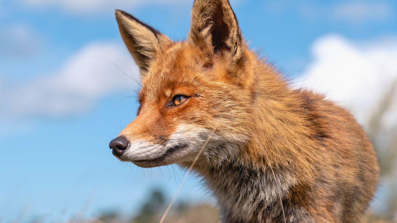 What to do when a fox starts circling your chickens and won’t leave