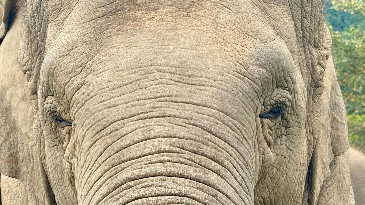 Vigilance maximale en Inde : un éléphant responsable de 22 décès reste ...