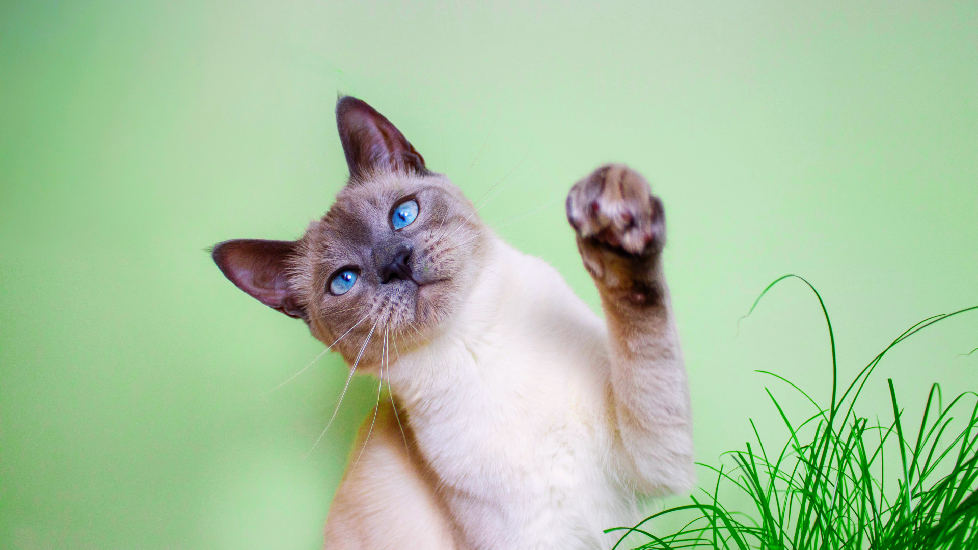 If your cat is feeling playful, these 8 behaviours often follow