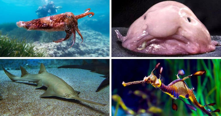 🐡 These are the 20 weirdest sea creatures in our oceans (and you've ...