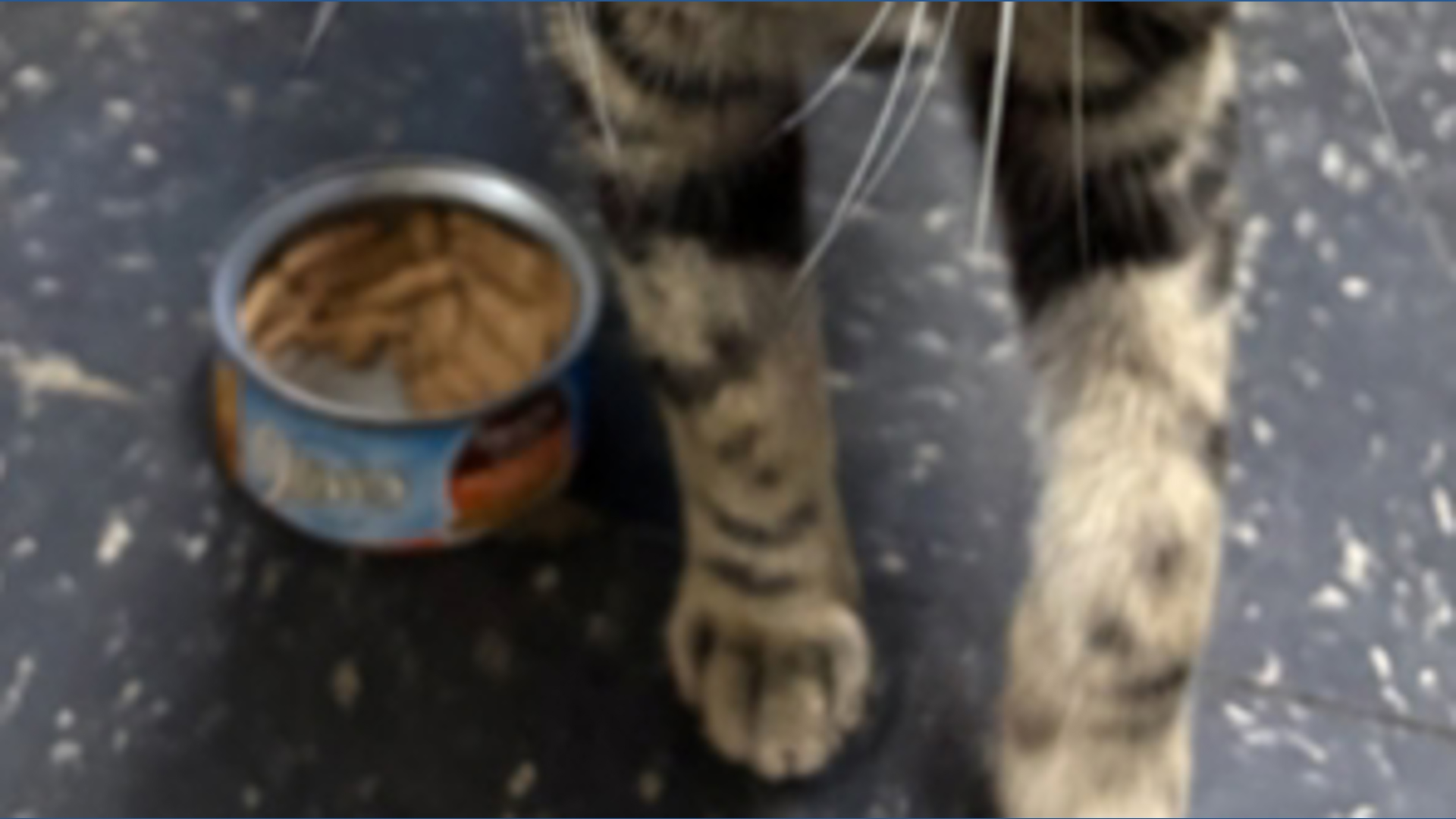 Meet Lucy! The bodega cat living at a west Toledo corner store