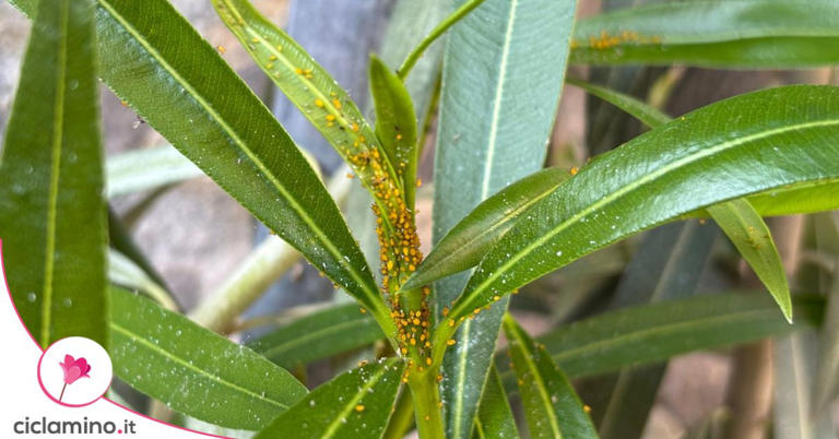 Quando riesci a vedere questi insetti, vanno eliminati per salvare le ...