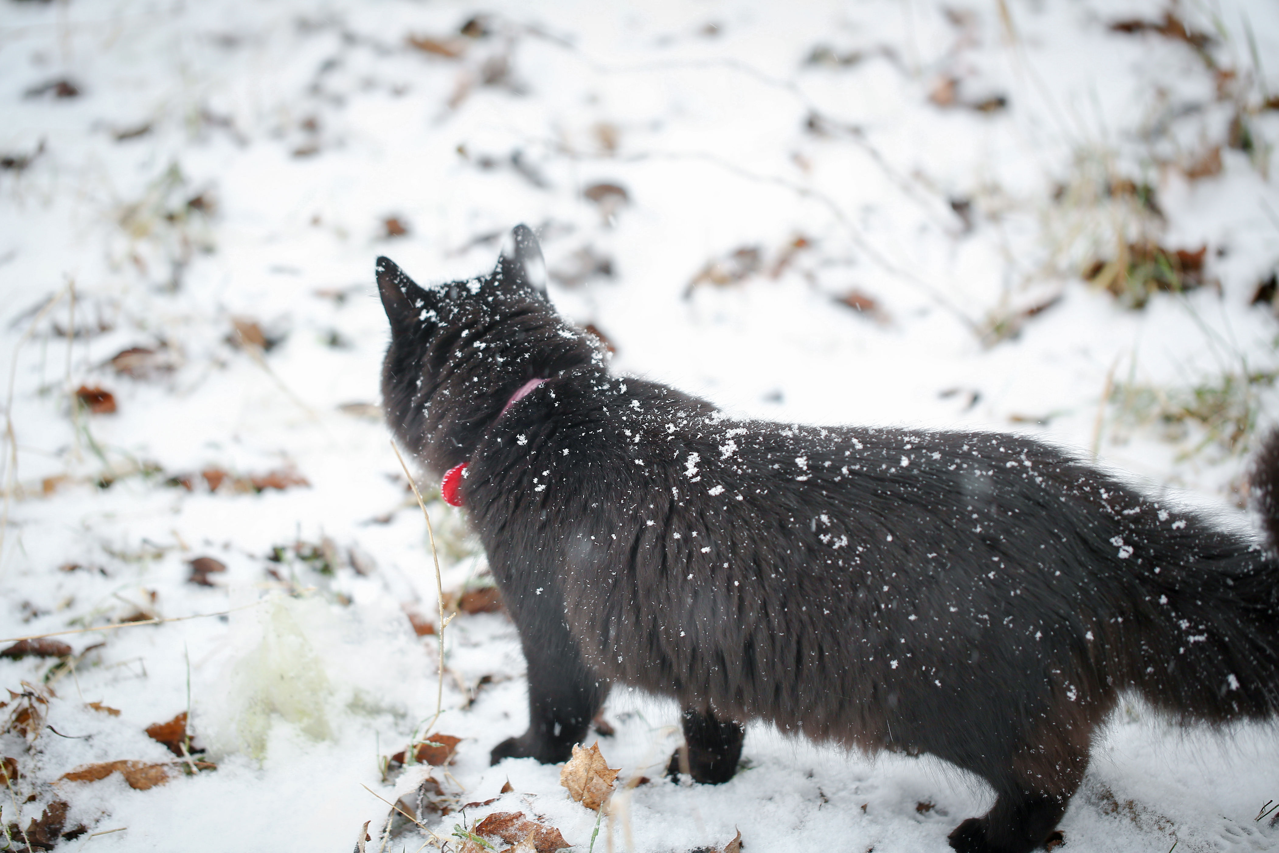 Indoor cat placed in snow, what happens seconds later goes viral