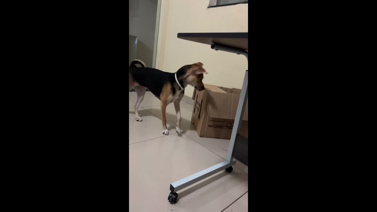 Cat surprises dog during playful moment in Belo Horizonte, Brazil