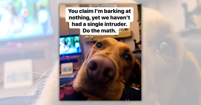 32 dog memes to turn a ruff day around