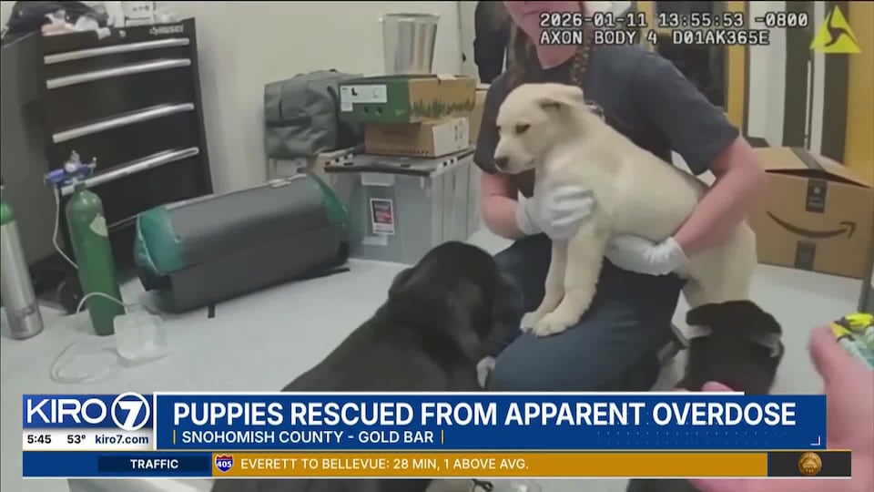 Video: Puppies rescued from apparent overdose