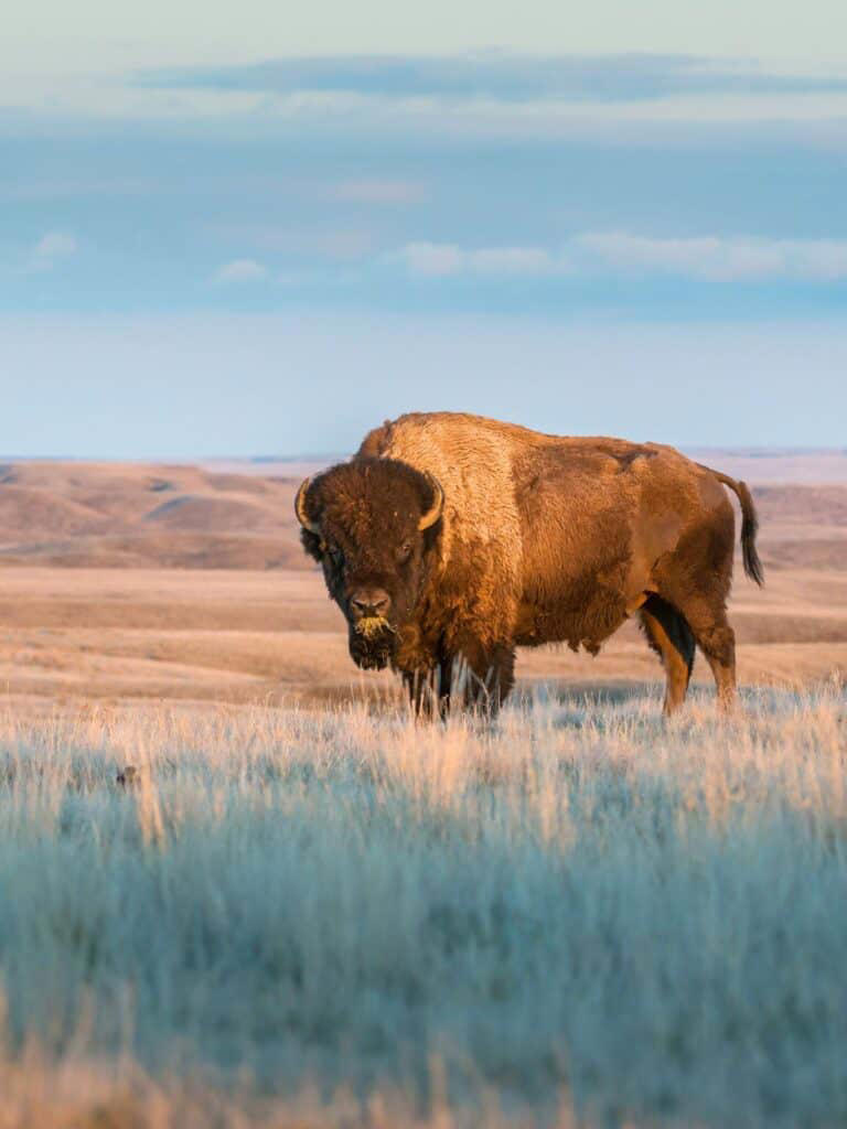 25 Native American animals and their meanings that will unlock the ...