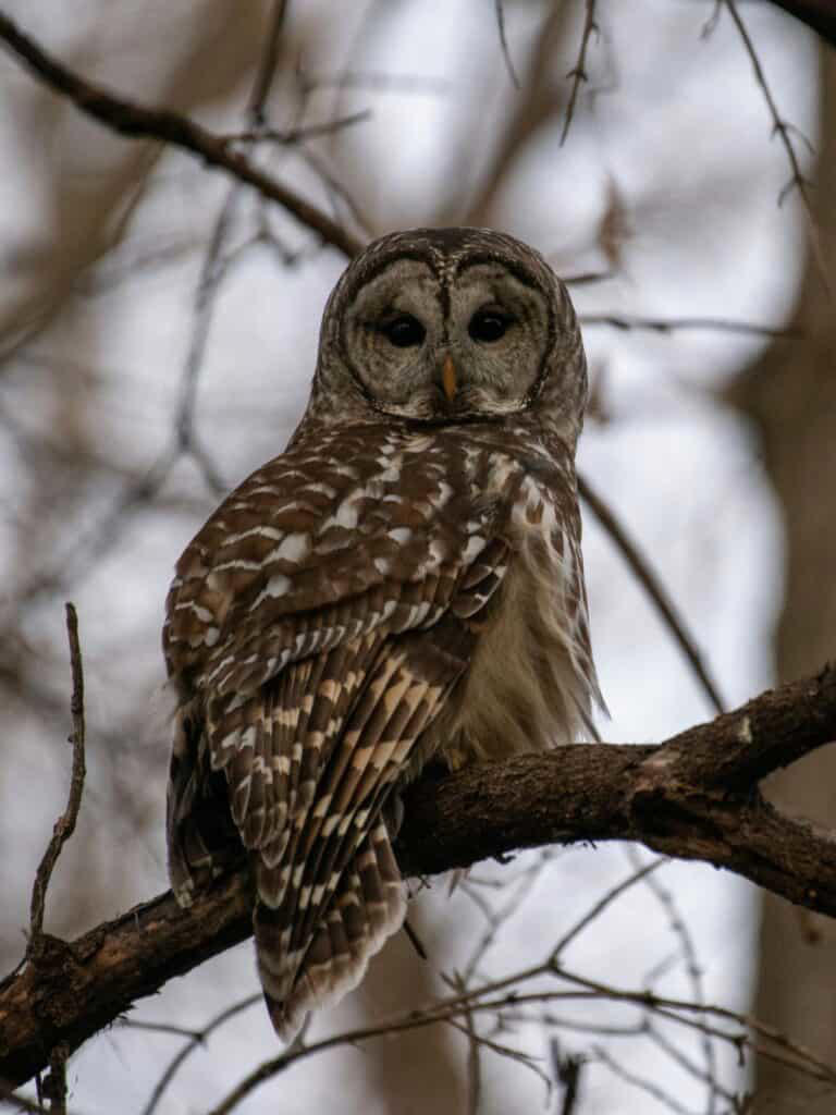 The 4 animal personality types test everyone's talking about (and why ...