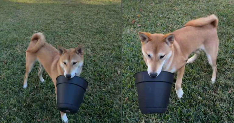 Video shows dog turning mom's flower pot into his new favorite toy