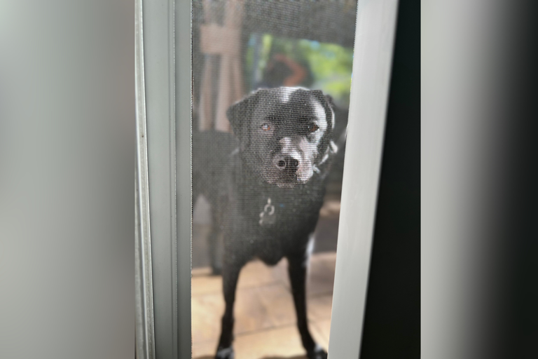 How Labrador asks Husky living next door for play date melts hearts