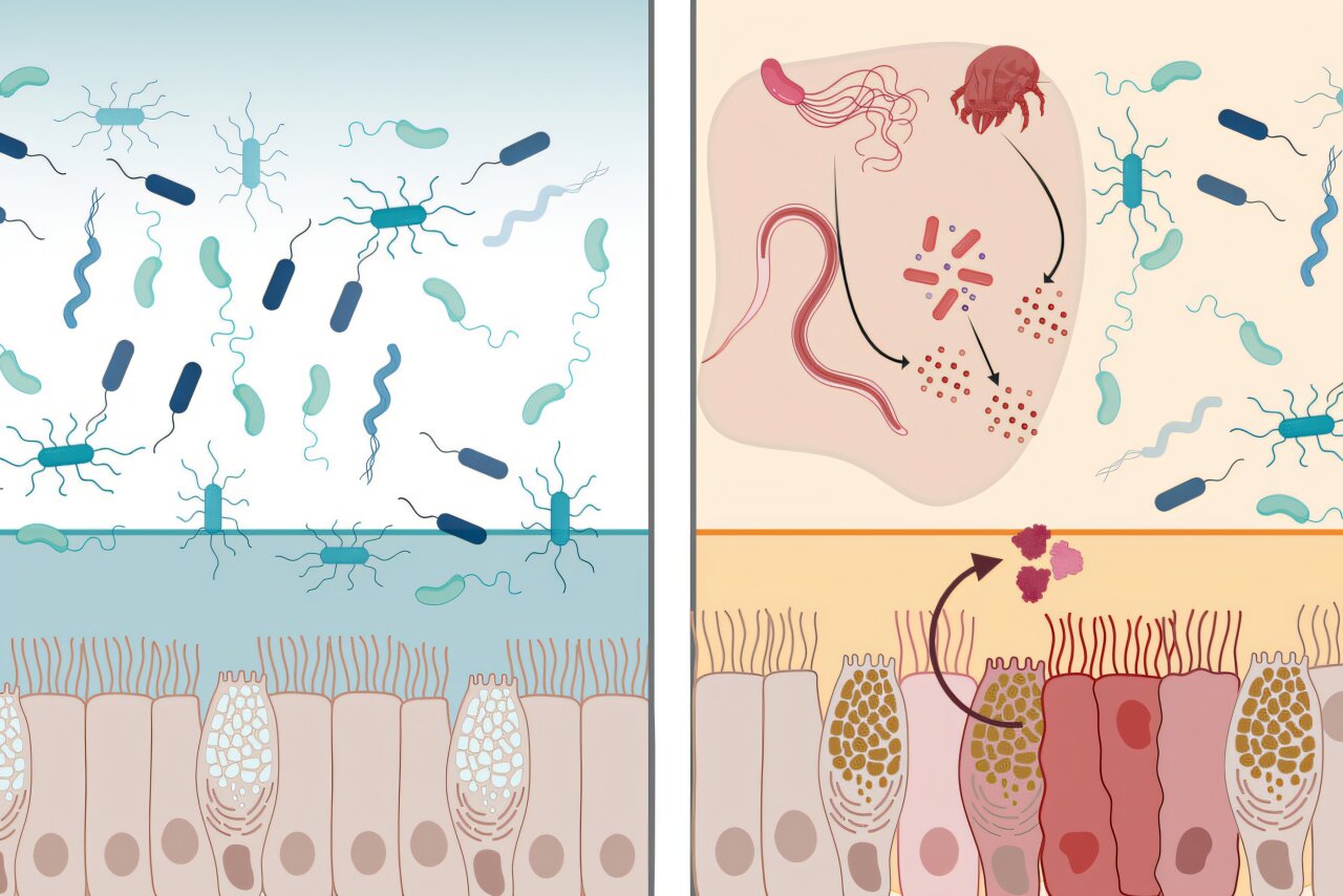 A protein found in the GI tract can neutralize many bacteria