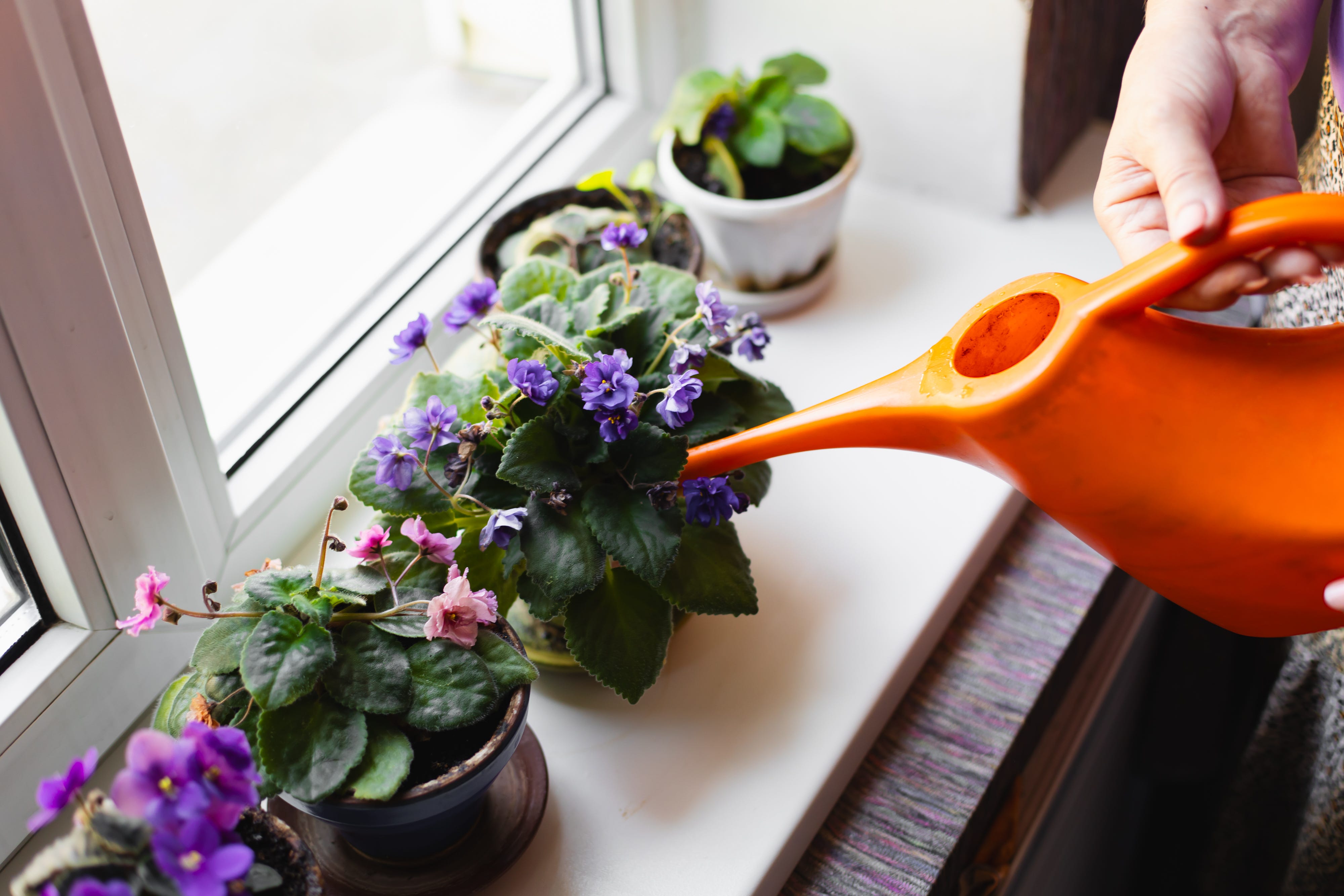 10 nostalgic houseplants grandma grew that we still love