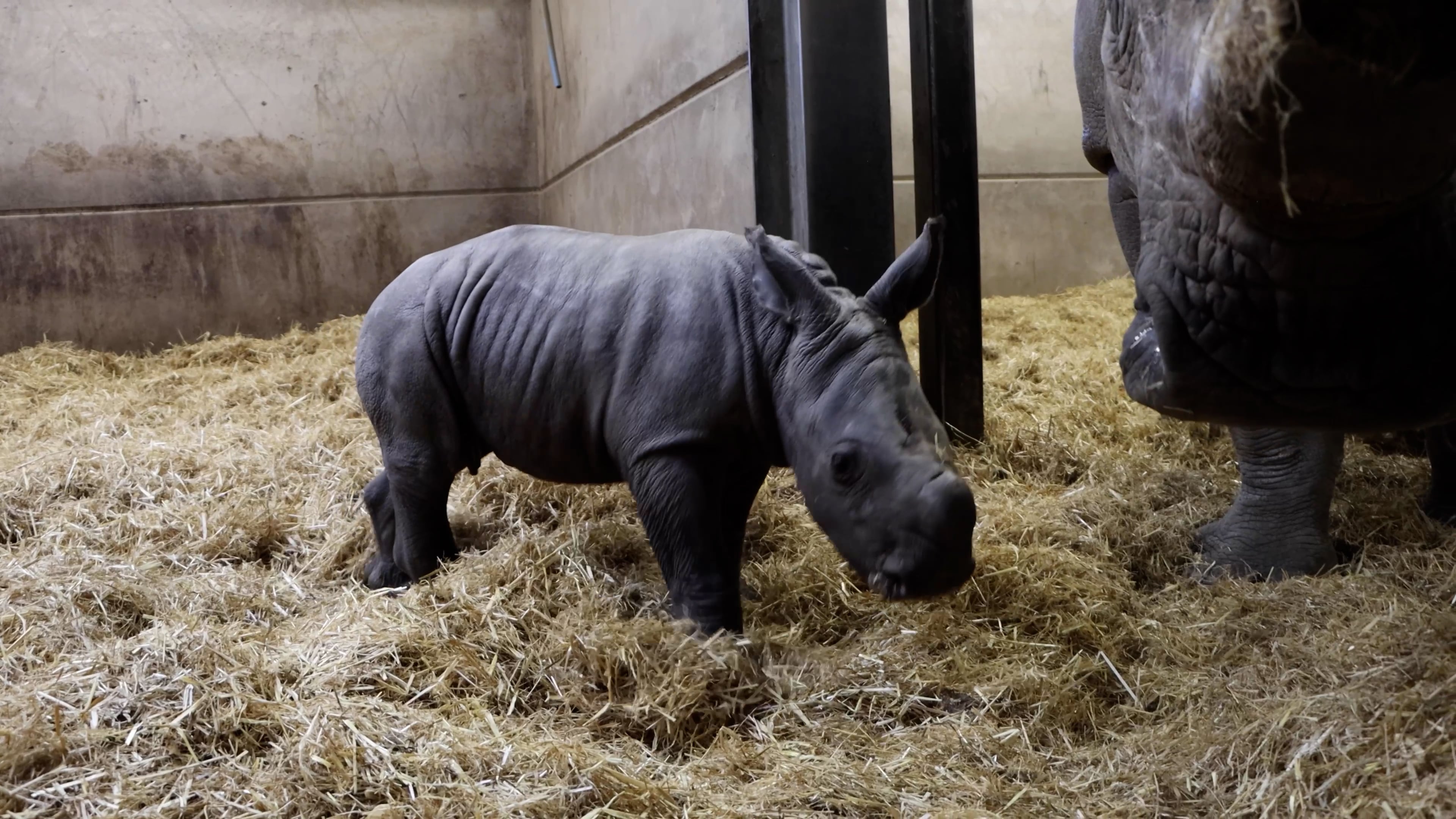 British safari park welcome Southern White Rhino calf