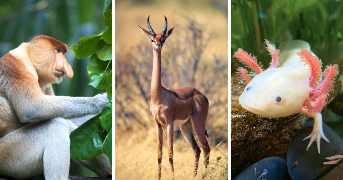 🦤 These are the 50 weirdest animals in the world — and your jaw will be ...