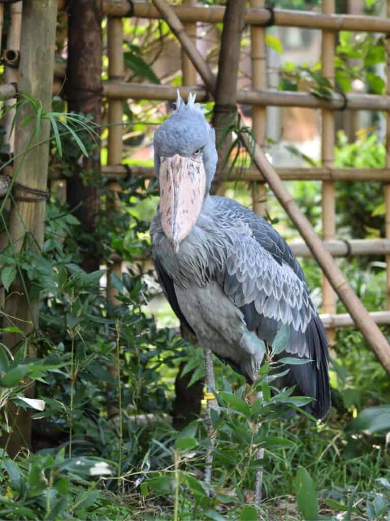 These are the 25 weirdest birds in the world (#17 is the world's most ...