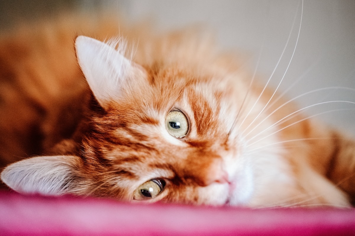 Massive orange Maine Coon cat looks like the king of the jungle