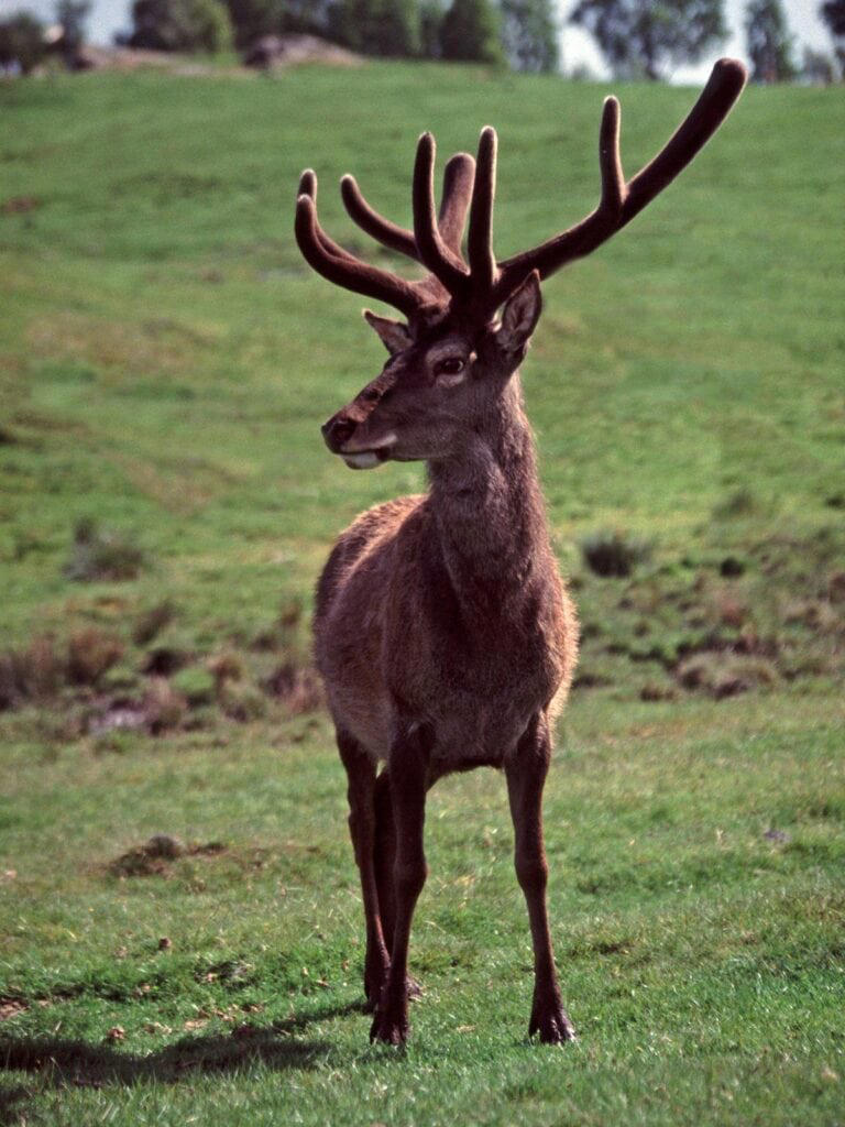 These 25 Native American totem animals and their meanings will change ...