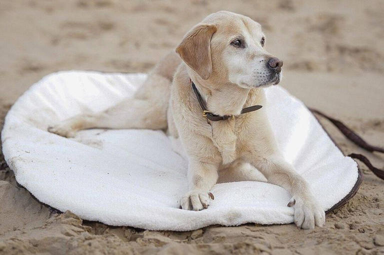 Couple launch GoFundMe so dog can make wedding and the reason is ...