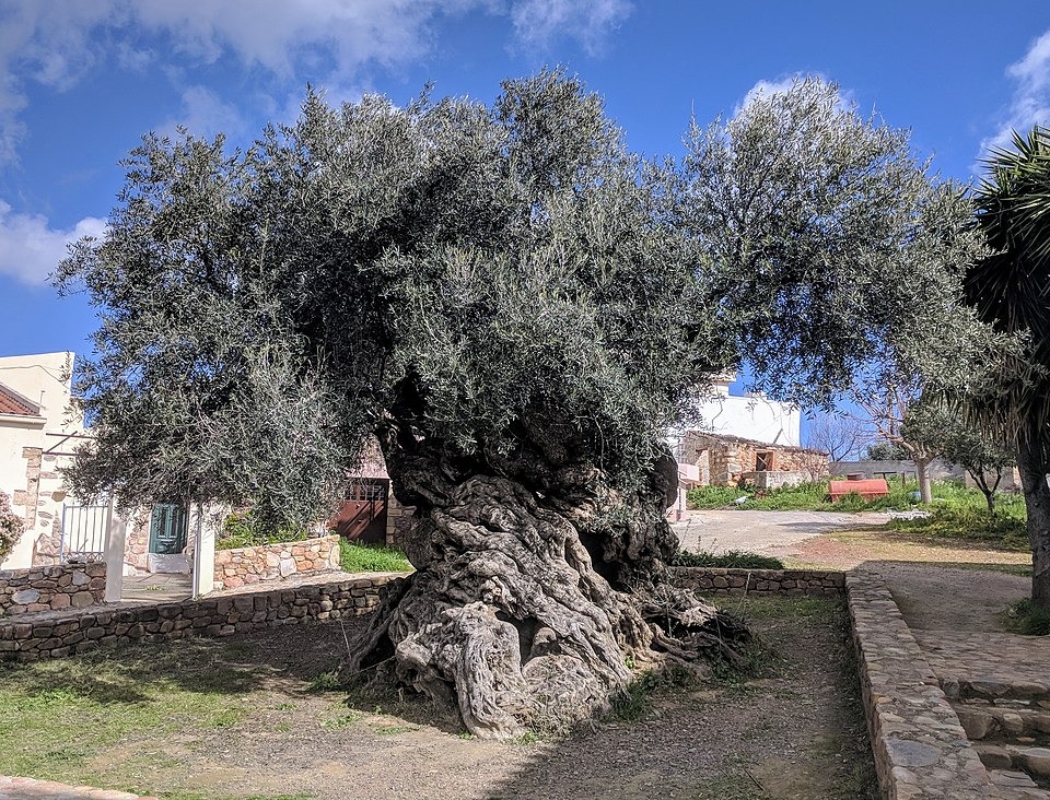 World’s oldest olive tree still standing after 3,000 years