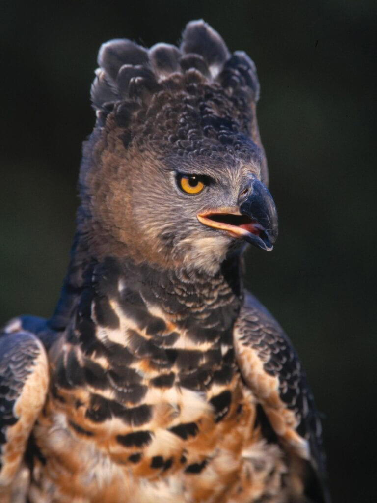 🦉 These are the 20 biggest and scariest birds on Earth (and yes, some ...