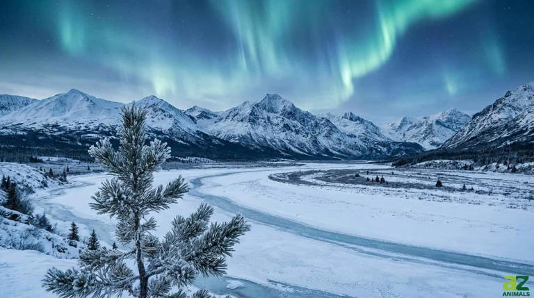 Why Alaska’s wilds freeze out snakes—but not bears
