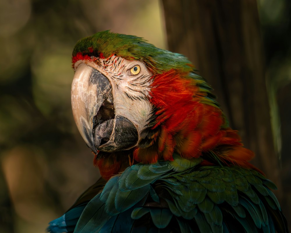 Macaw hears Lady Gaga, proudly announces 'The Gaga' and starts singing