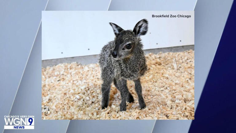 Brookfield Zoo announces birth of male klipspringer, a dwarf antelope ...