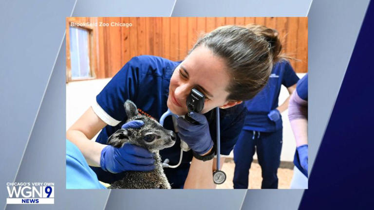 Brookfield Zoo announces birth of male klipspringer, a dwarf antelope ...