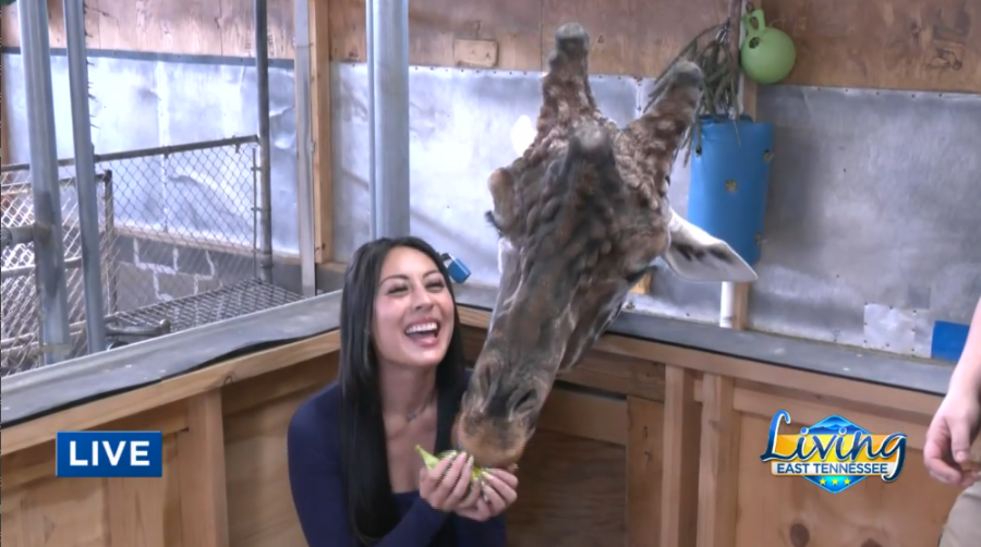 Zoo Knoxville welcomes a tall new star to the giraffe family