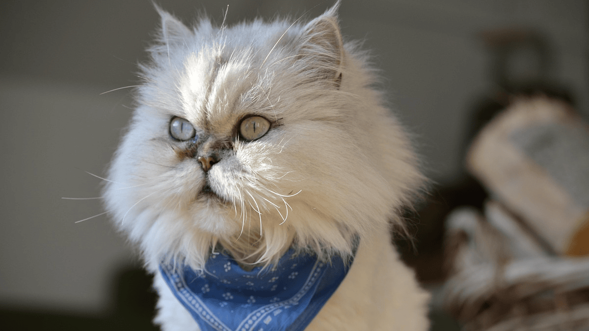 How to recognize the physical signs of a cat at the end of its life