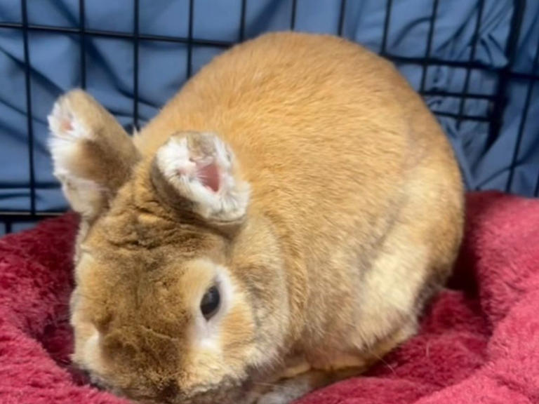 Abandoned outdoors, pet dwarf bunny had ears intentionally cut off: Dan ...