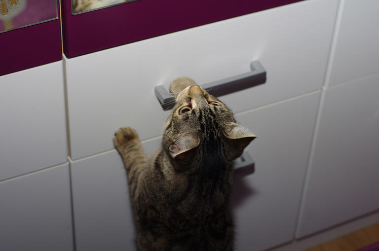 Cat notices one thing about kitchen drawer in 2023—hasn’t forgotten since