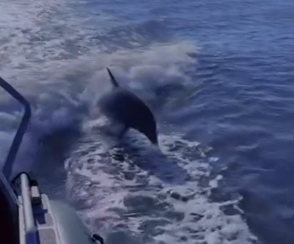 Watch dolphins leap out of water beside Florida law enforcement boat