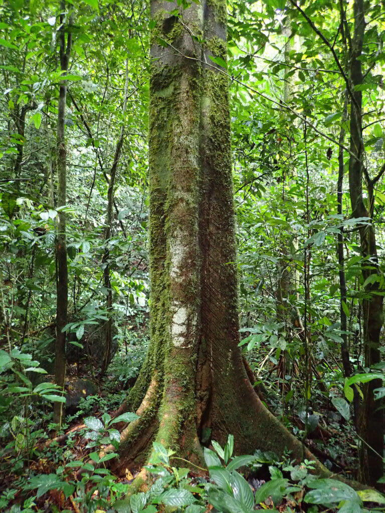 Amazing photos: Kew Gardens’ top 10 newly named plants and fungi for 2025
