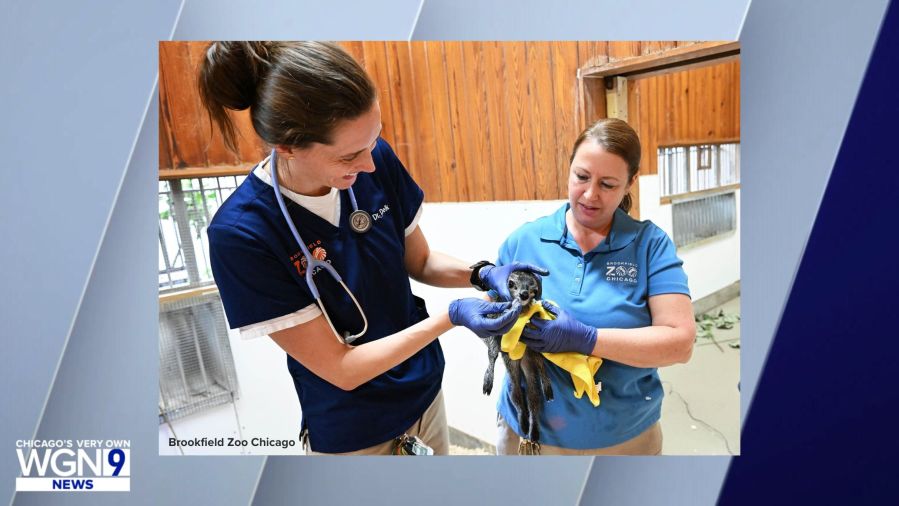 Brookfield Zoo announces birth of male klipspringer, a dwarf antelope ...