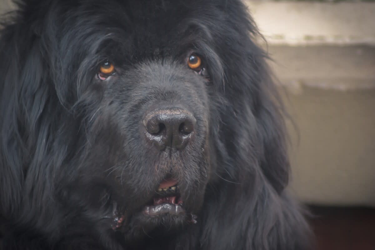 Massive Newfie 'refuses' to move while parents change the sheets and it ...