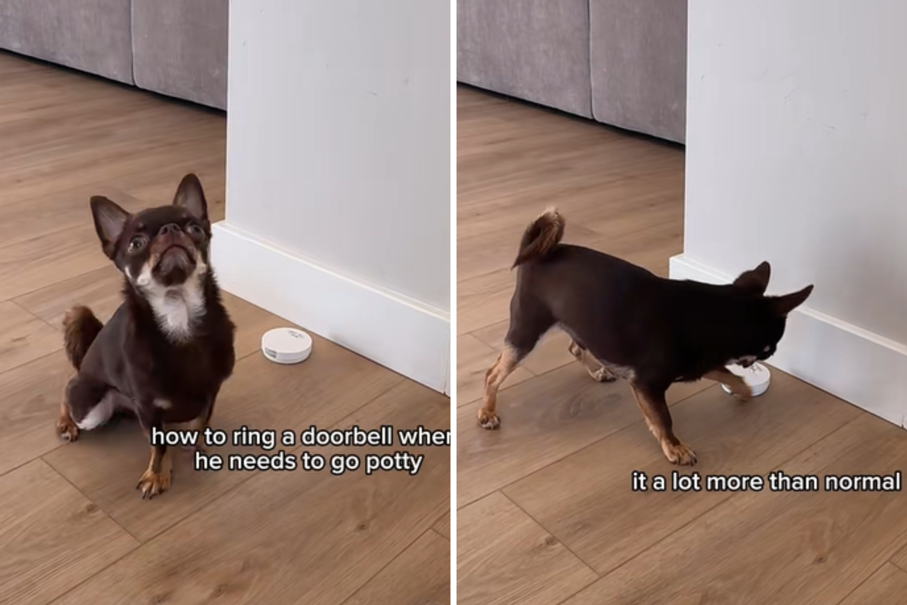 Woman frustrated by dog constantly ringing bell—tears as she realizes why