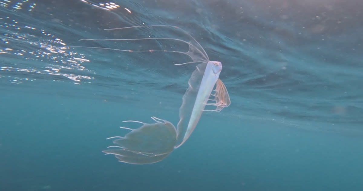California diver captures photos of mysterious fish rarely seen near ...