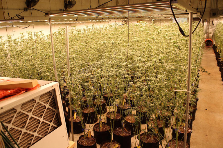 OBN shares seizes over 5,500 marijuana plants in Tecumseh operation