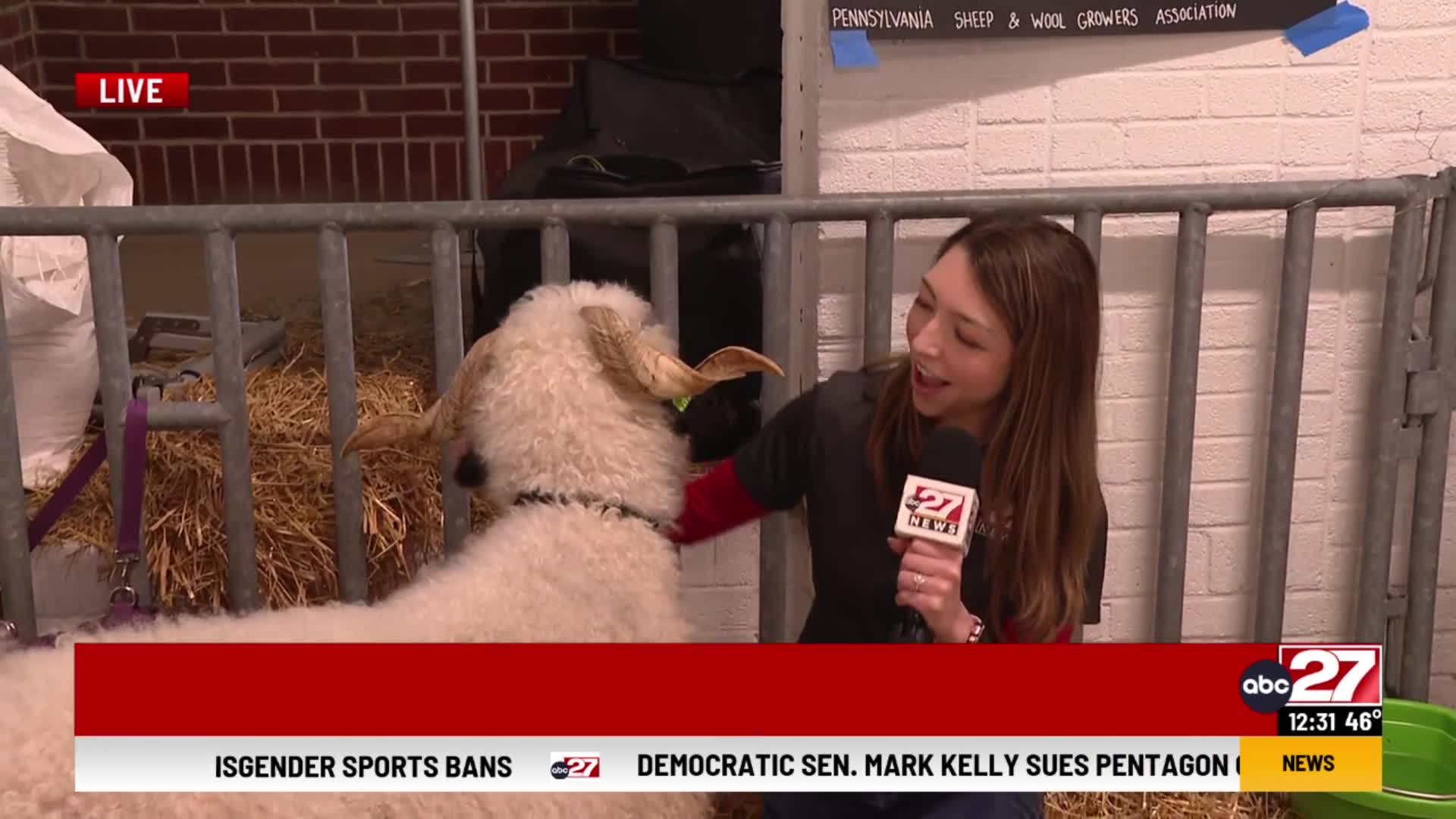 Sheep snuggles at the PA Farm Show
