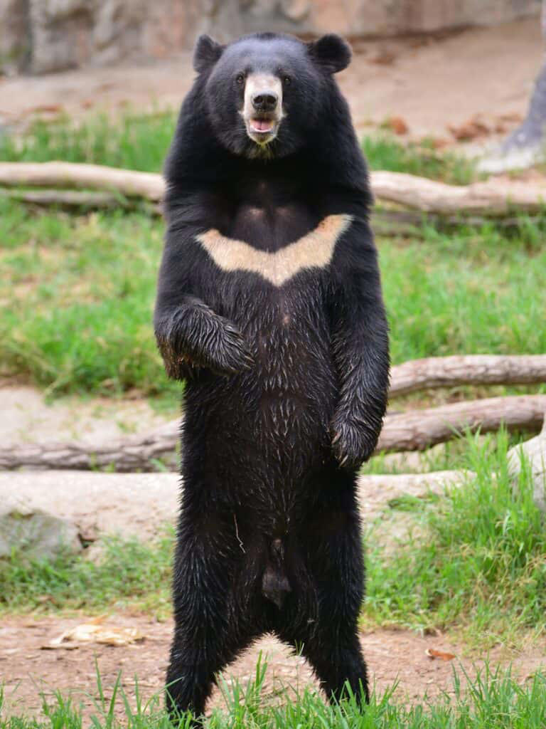 🇯🇵 20 unique animals in Japan you may encounter when you visit this ...