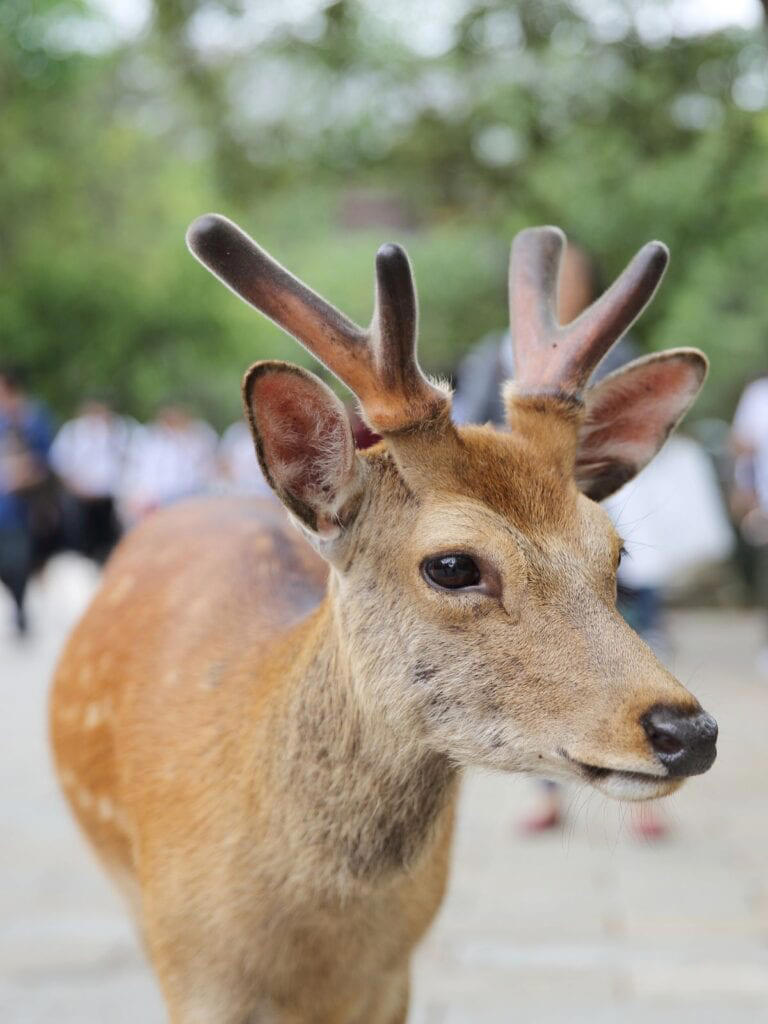 🇯🇵 20 unique animals in Japan you may encounter when you visit this ...