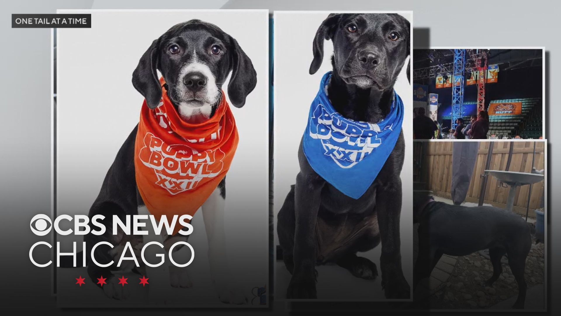 One Tail at a Time alumni selected for 2026 Puppy Bowl