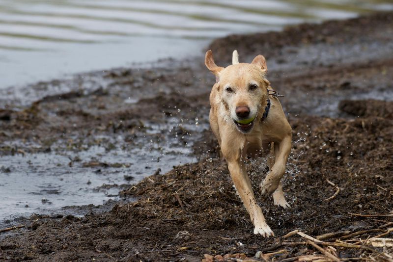 8 dog breeds that are on the brink of genetic collapse according to ...