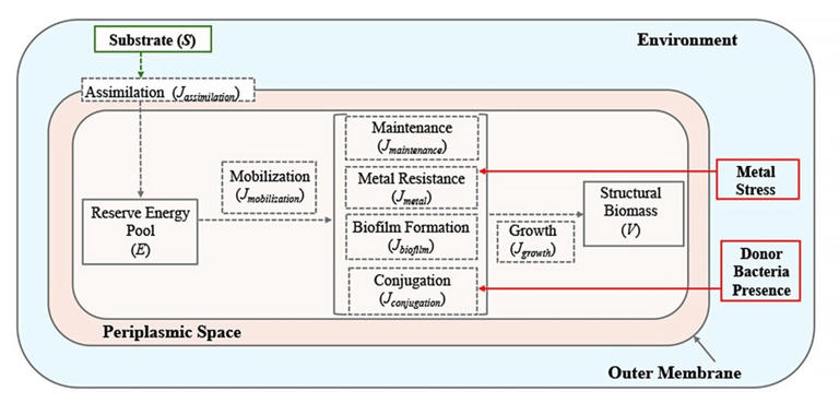 Bacterial energy model reveals how antimicrobial resistance spreads in ...