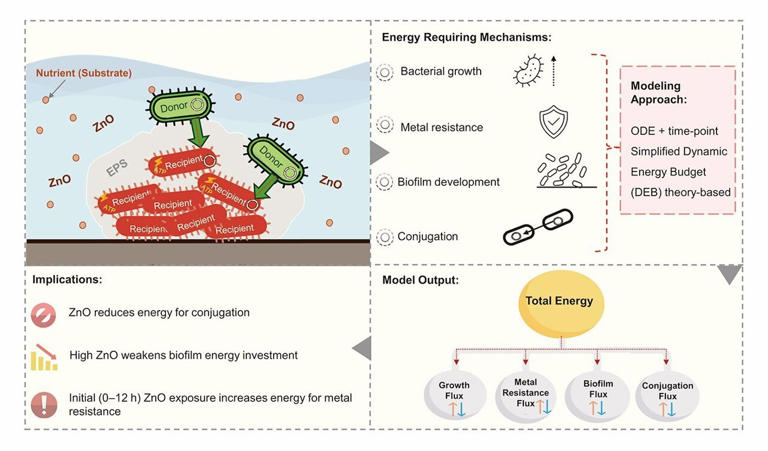 Bacterial energy model reveals how antimicrobial resistance spreads in ...