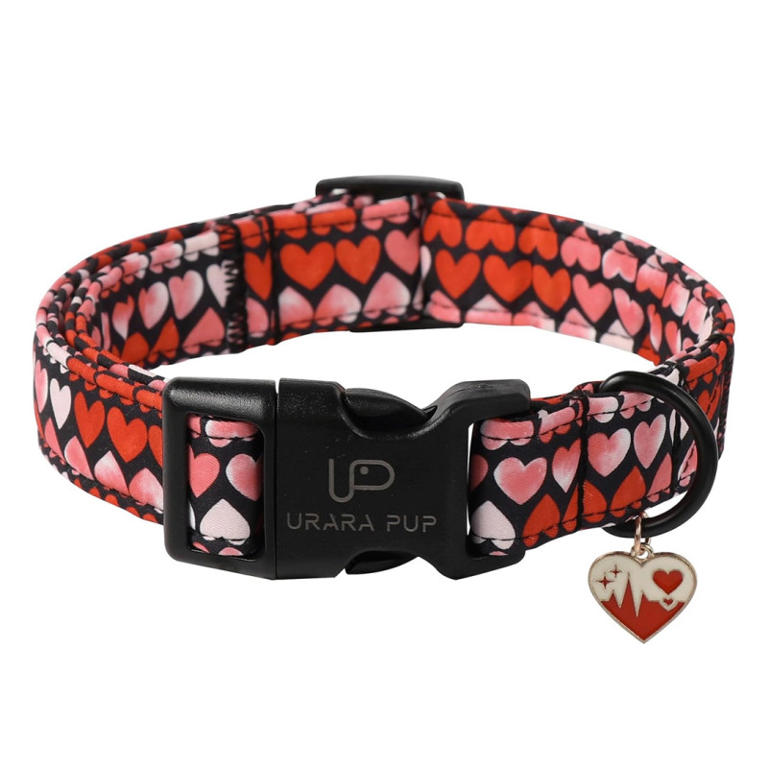 Dog parents love this adorable $5 Valentine's Day collar from Amazon