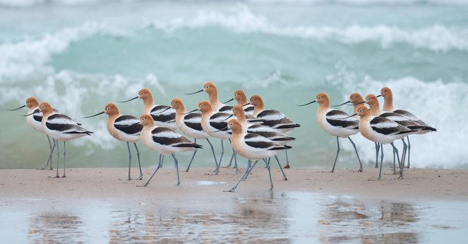 How to identify an American avocet