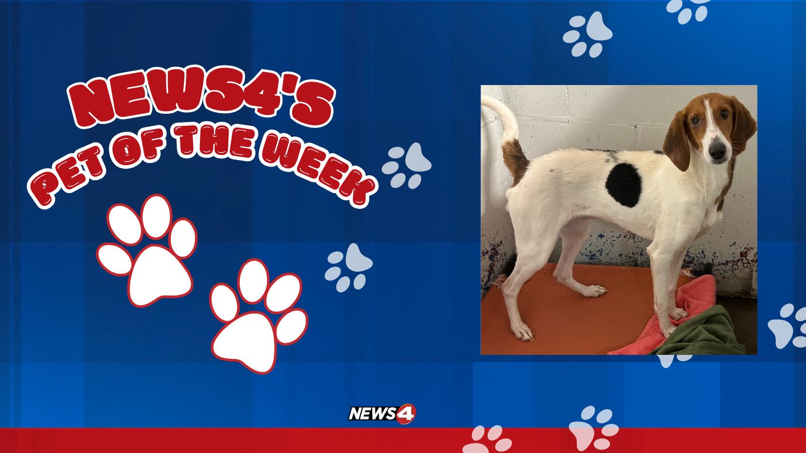 Pet of the week: Marvelous Minnie